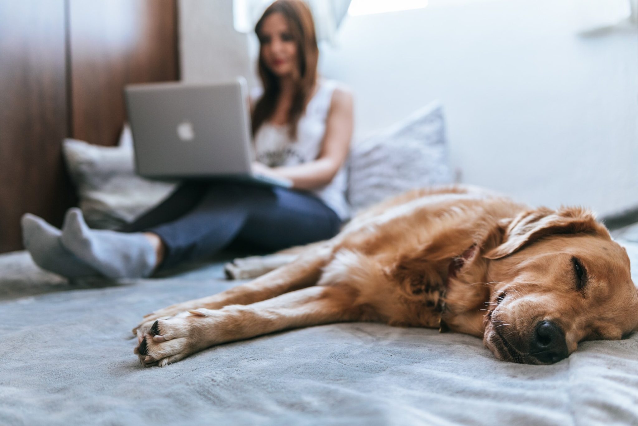 Pet Loss Coach Training Online: How to Start a Meaningful Career ...